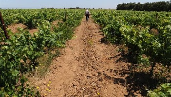 Maroc : le vin marocain monte en gamme – Jeune Afrique