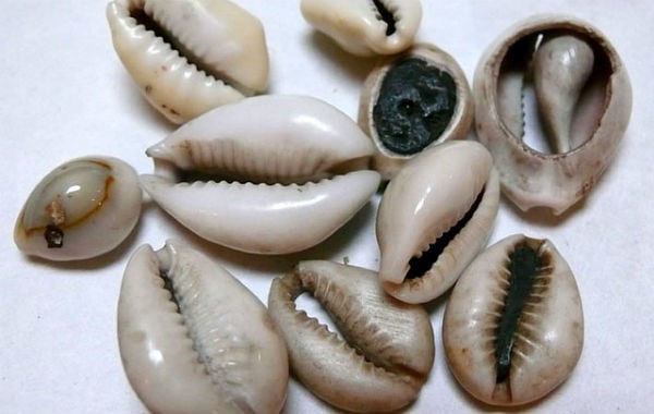 Le franc CFA est mort, vive le cauri ! – Jeune Afrique