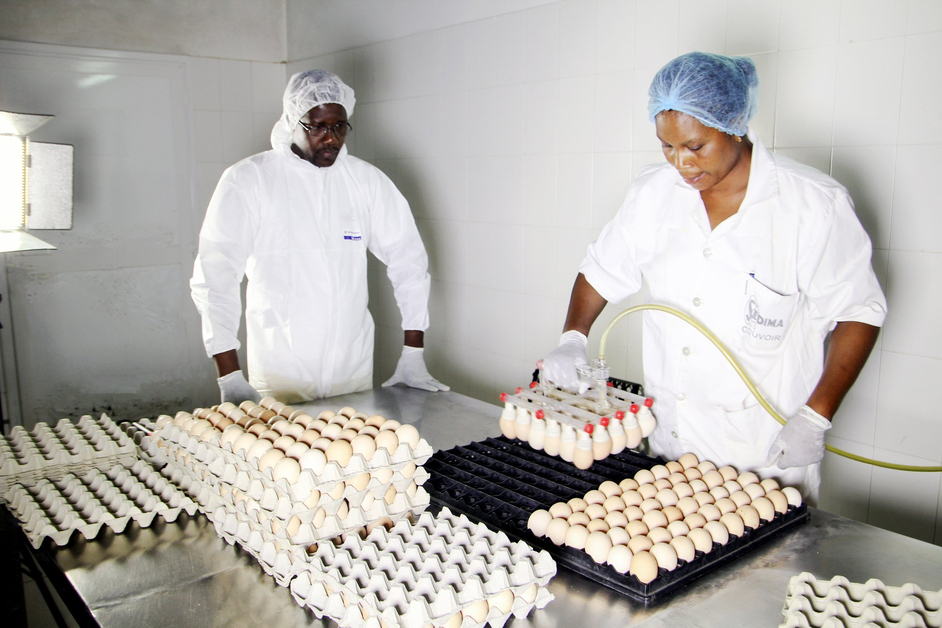 Sénégal : Sedima et ses poules aux œufs d’or – Jeune Afrique