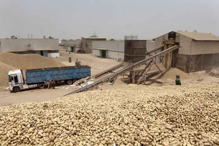 Arachide : au Sénégal, l’exportation met les huiliers en danger – Jeune ...