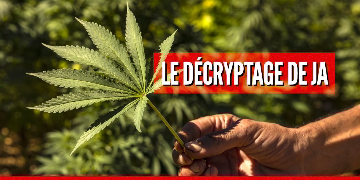 Légalisation du cannabis au Maroc : cinq questions pour comprendre les ...
