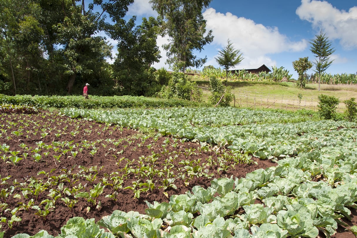 L’agriculture, parent pauvre des politiques gouvernementales africaines