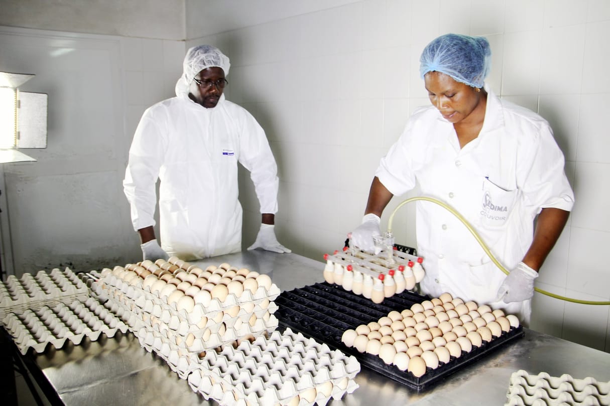 Sénégal : Sedima et ses poules aux œufs d’or - Jeune Afrique
