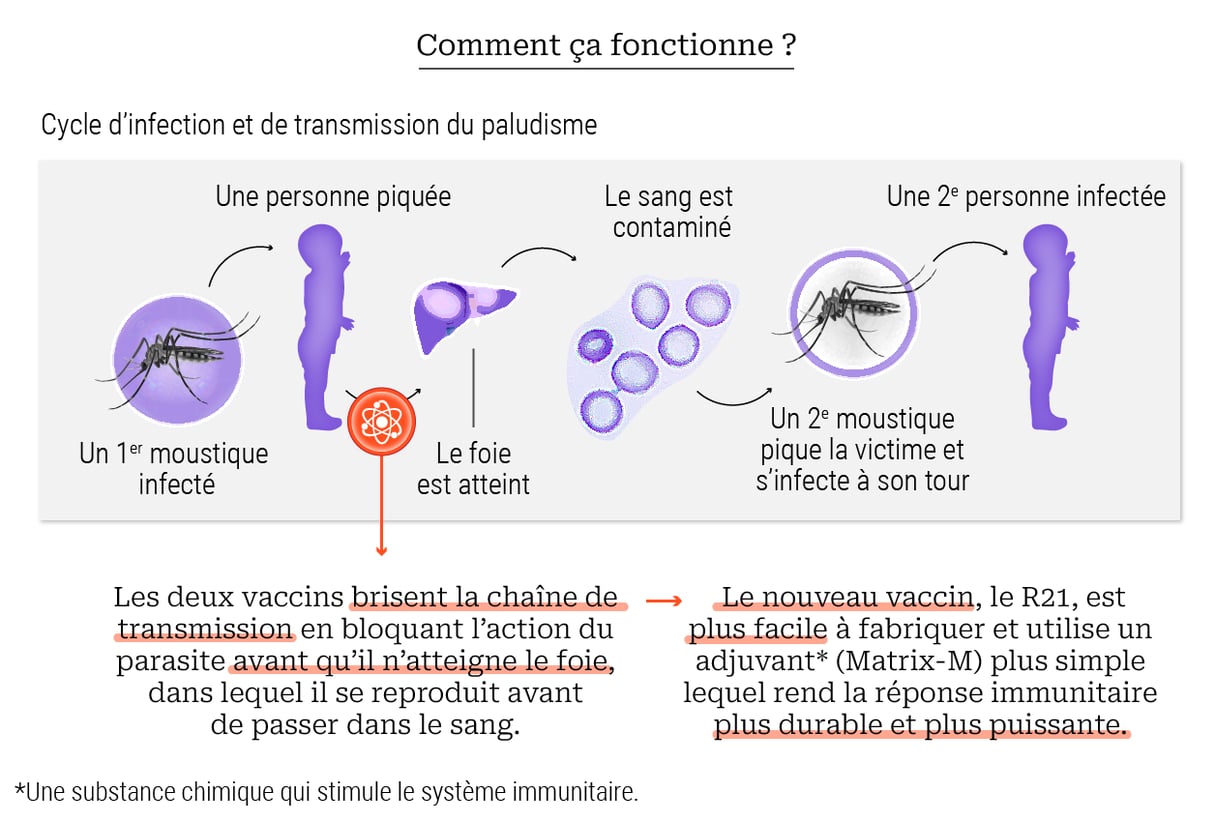 Faut-il croire au « vaccin miracle » contre le paludisme ? Décryptage en infographie