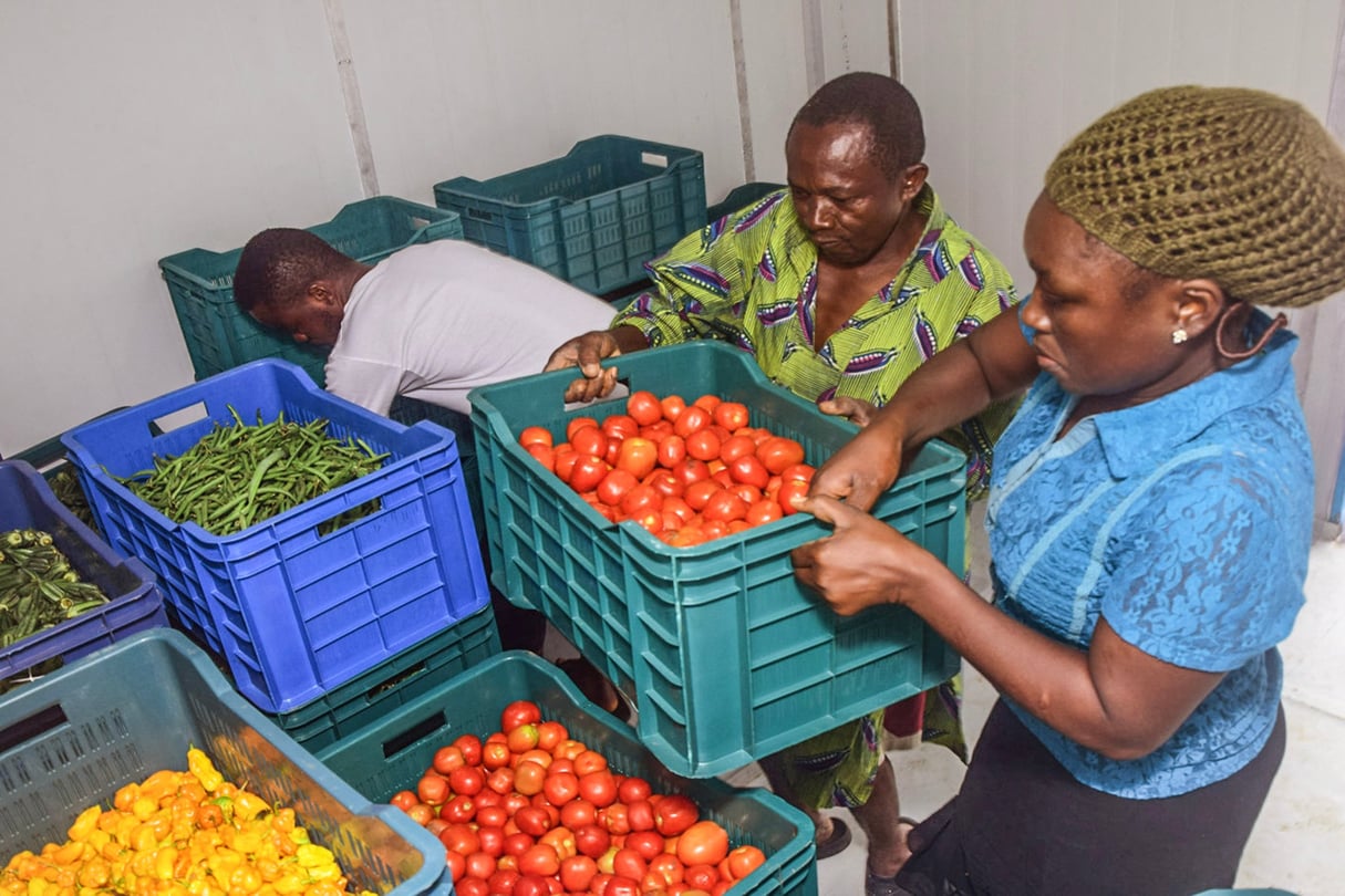 Les frigos solaires, une solution durable pour nourrir l’Afrique
