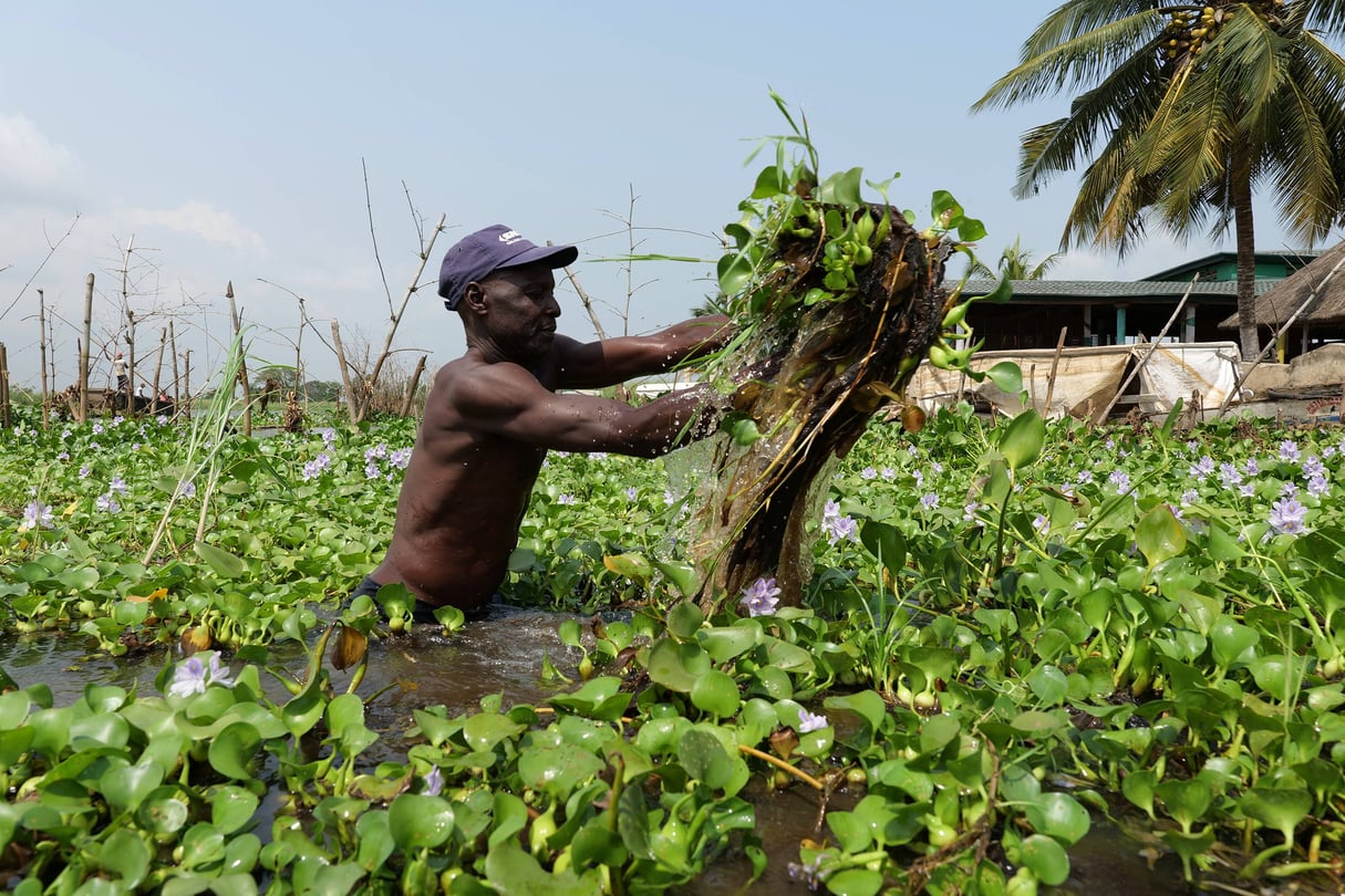 Climat : la jacinthe d’eau, ou quand une plante invasive devient une ...