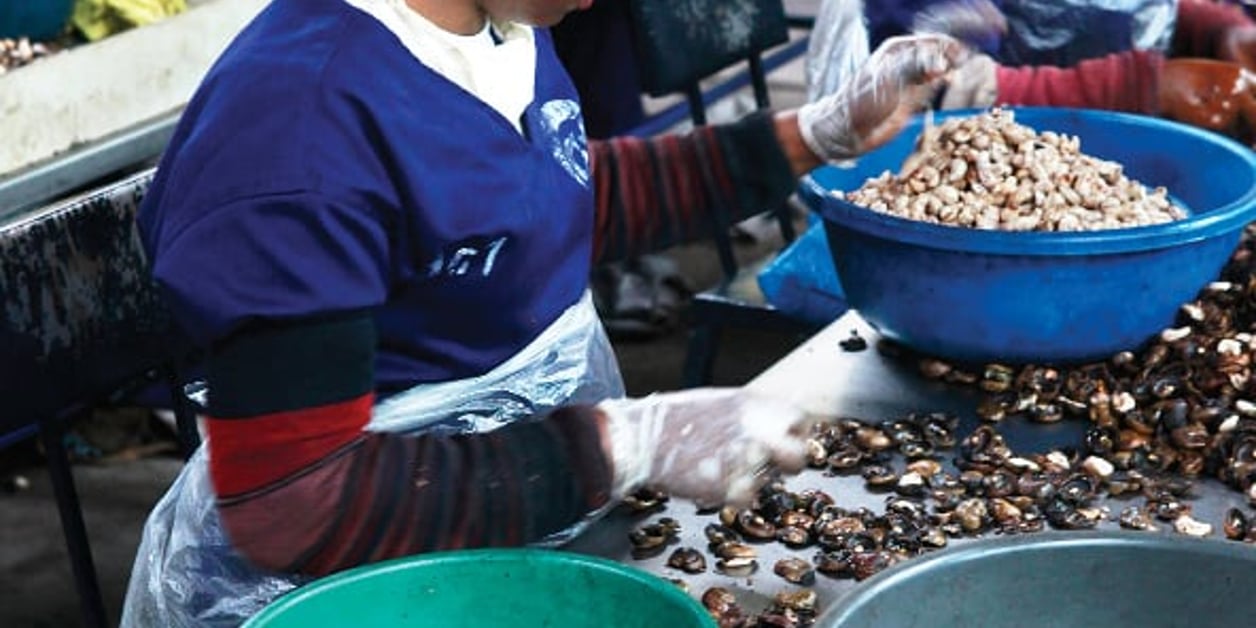 L’anacarde ivoirien, du fruit à l’amande - Jeune Afrique