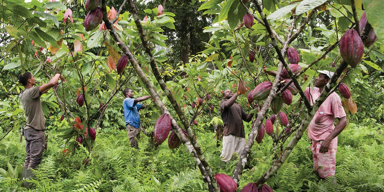 São Tomé-et-Príncipe : bienvenue sur l’île Chocolat - Jeune Afrique