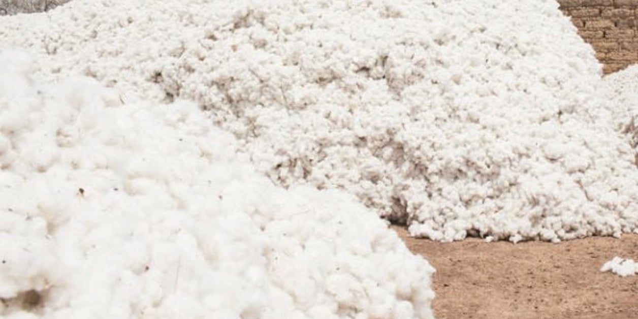 Tchad : voyage au cœur de la filière coton de Moundou - Jeune Afrique