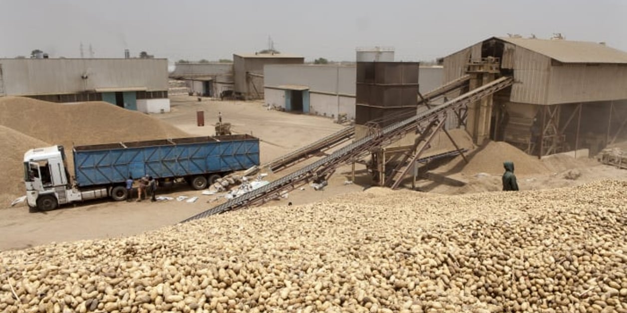 Arachide : au Sénégal, l’exportation met les huiliers en danger - Jeune ...