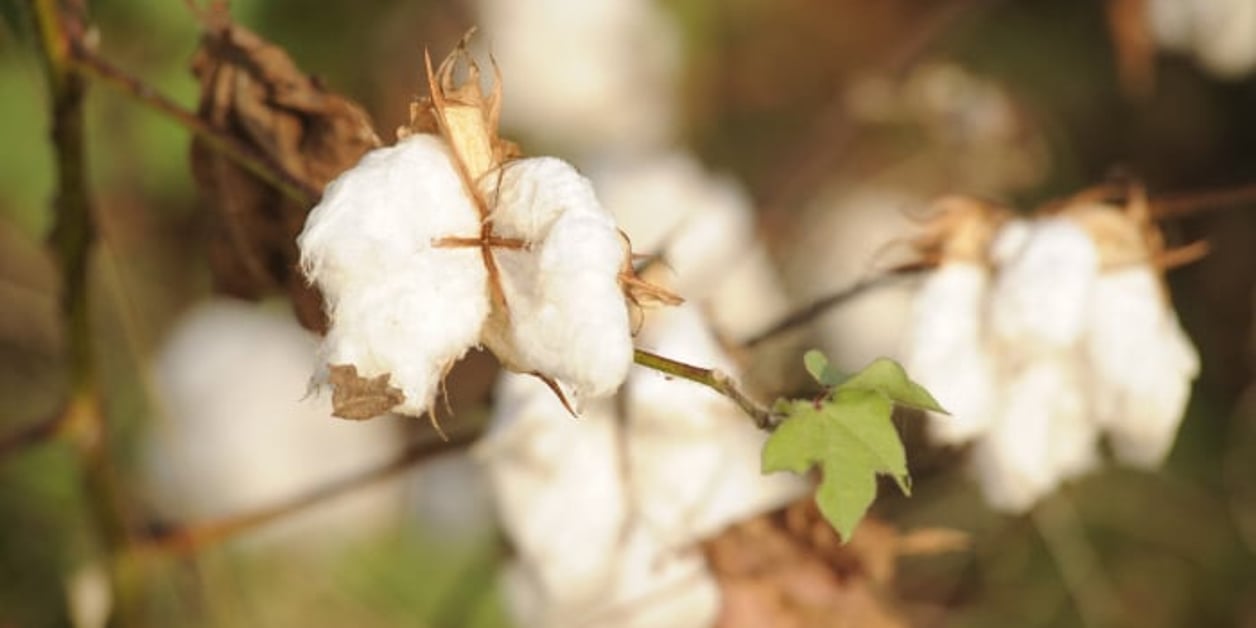 Cameroun : Sodecoton à l’épreuve de la hausse de production - Jeune Afrique