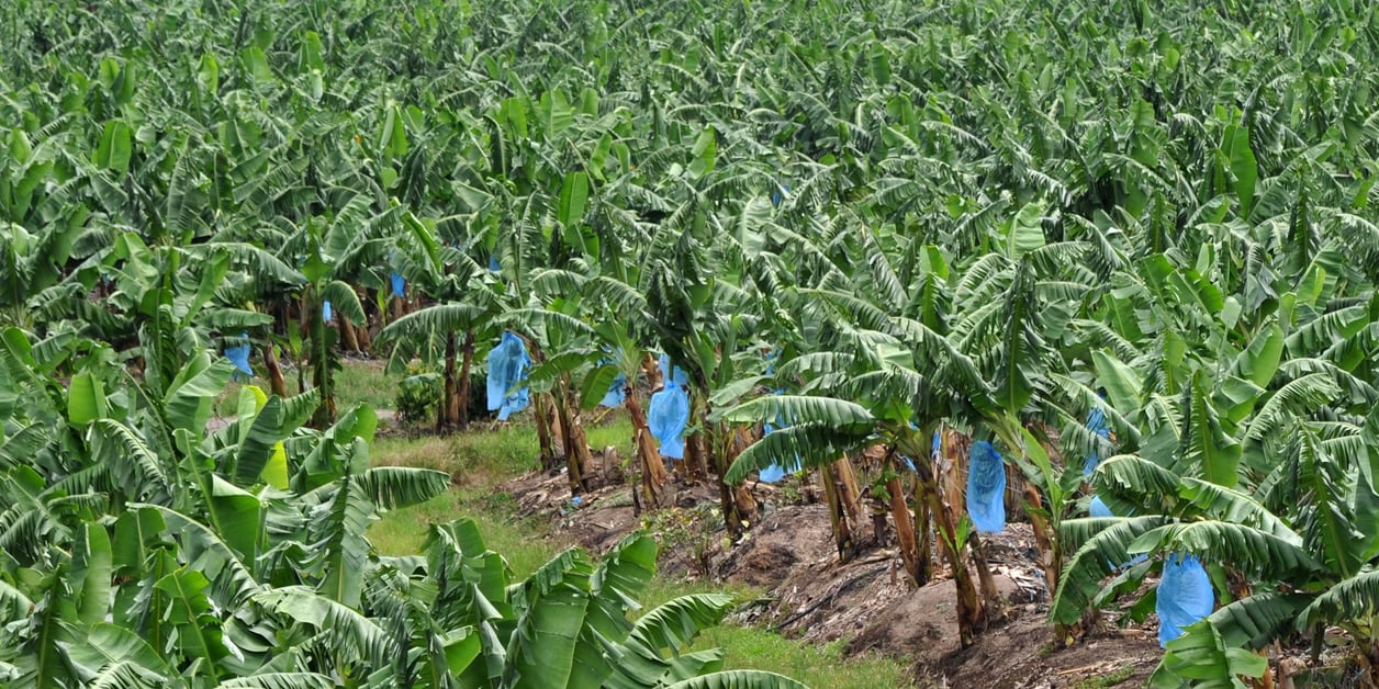 Banane : Côte d’Ivoire contre Équateur, un combat perdu d’avance ...