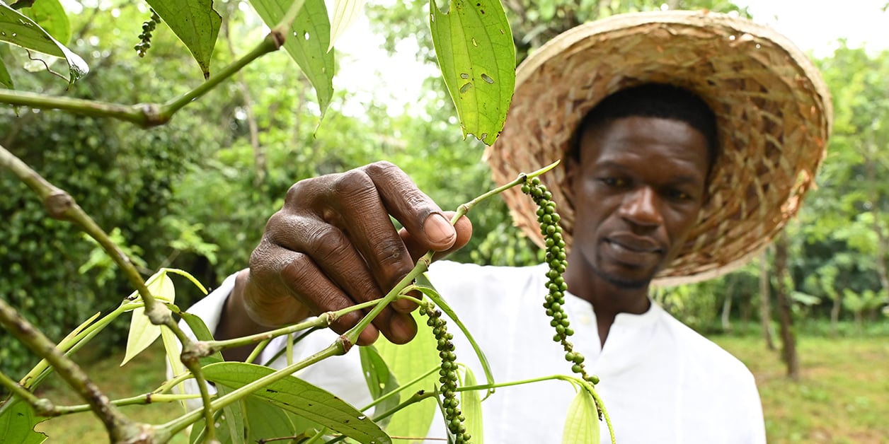 En Côte d’Ivoire, le poivre bio de Tiassalé en plein essor