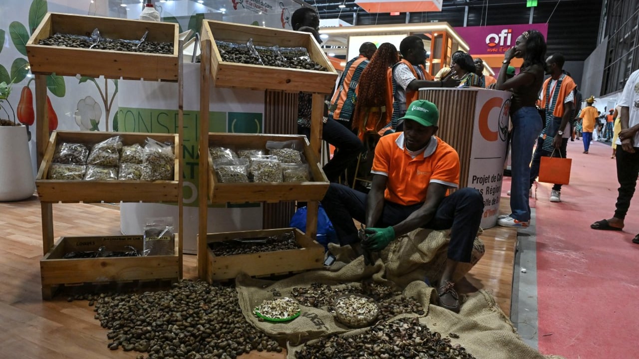 Transformation de la noix de cajou : quand la Côte d’Ivoire défie l’Asie
