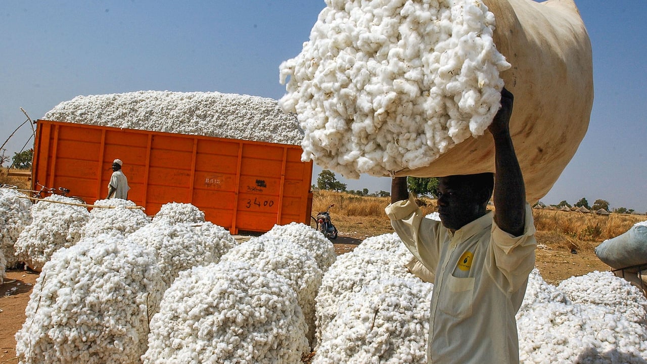 Comment le camerounais Sodecoton a su se refaire une beauté
