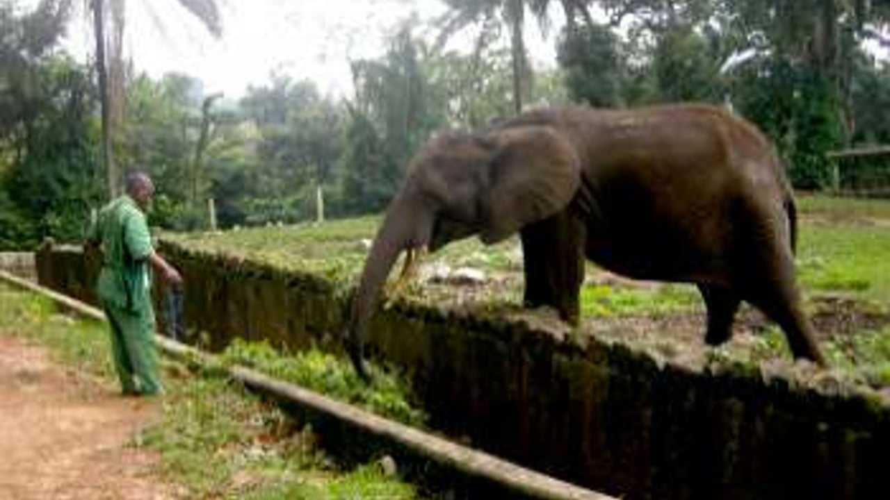 Le zoo d’Abidjan fait doucement peau neuve