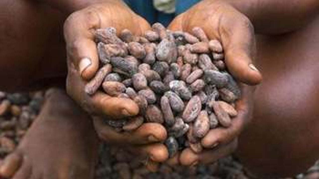 L’Etat ivoirien et douze géants de l’industrie lancent le plan CocoaAction