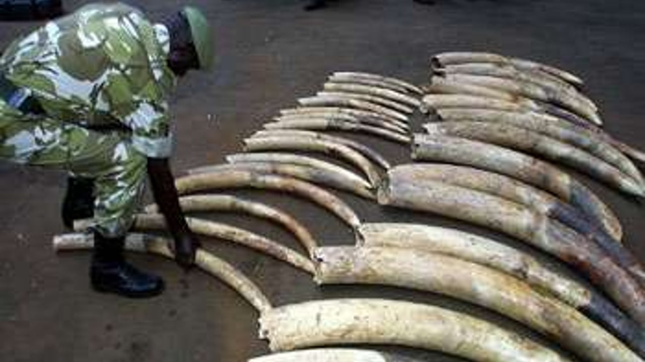 Braconnage en Afrique : Bring back our elephants
