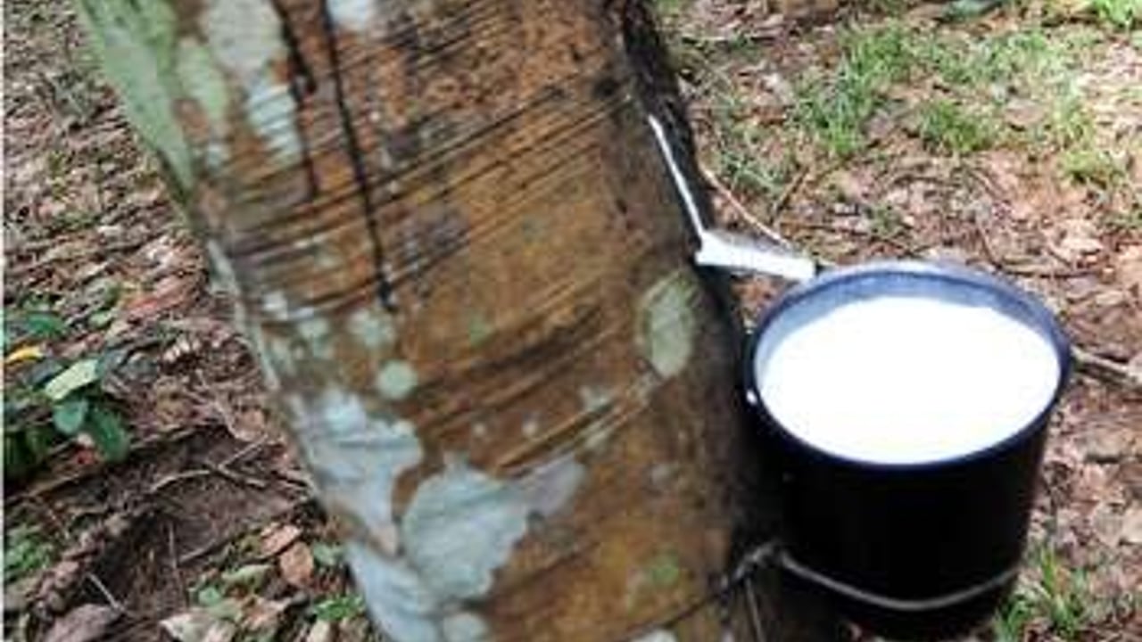 Hévéa : SIPH maintient ses objectifs malgré un premier semestre très ...