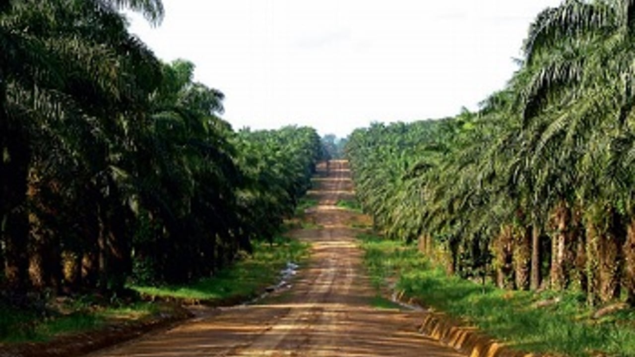 Investir à tout-va, le va-tout de Siat