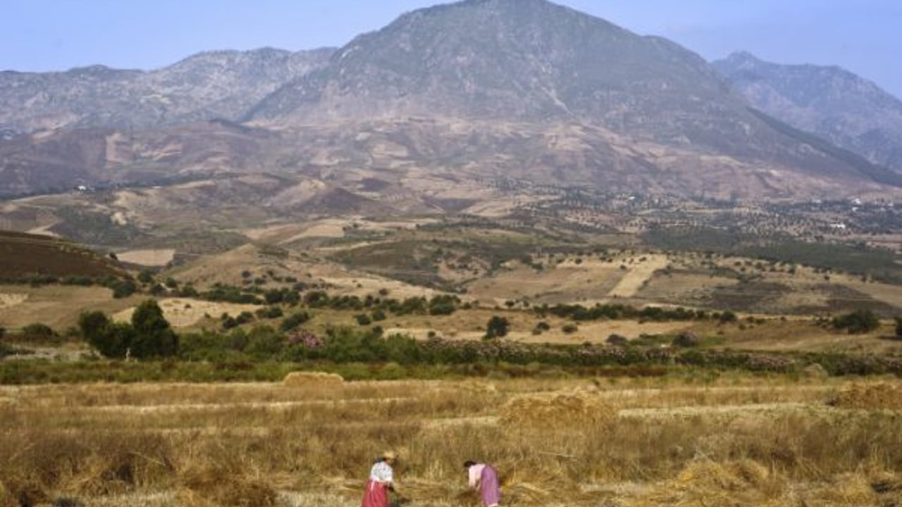 Fruits rouges : le Maroc suscite l’appétit des grands producteurs mondiaux