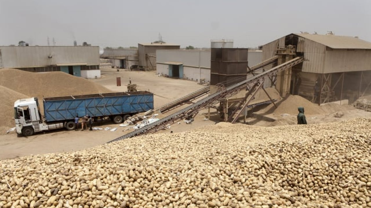 Arachide : au Sénégal, l’exportation met les huiliers en danger