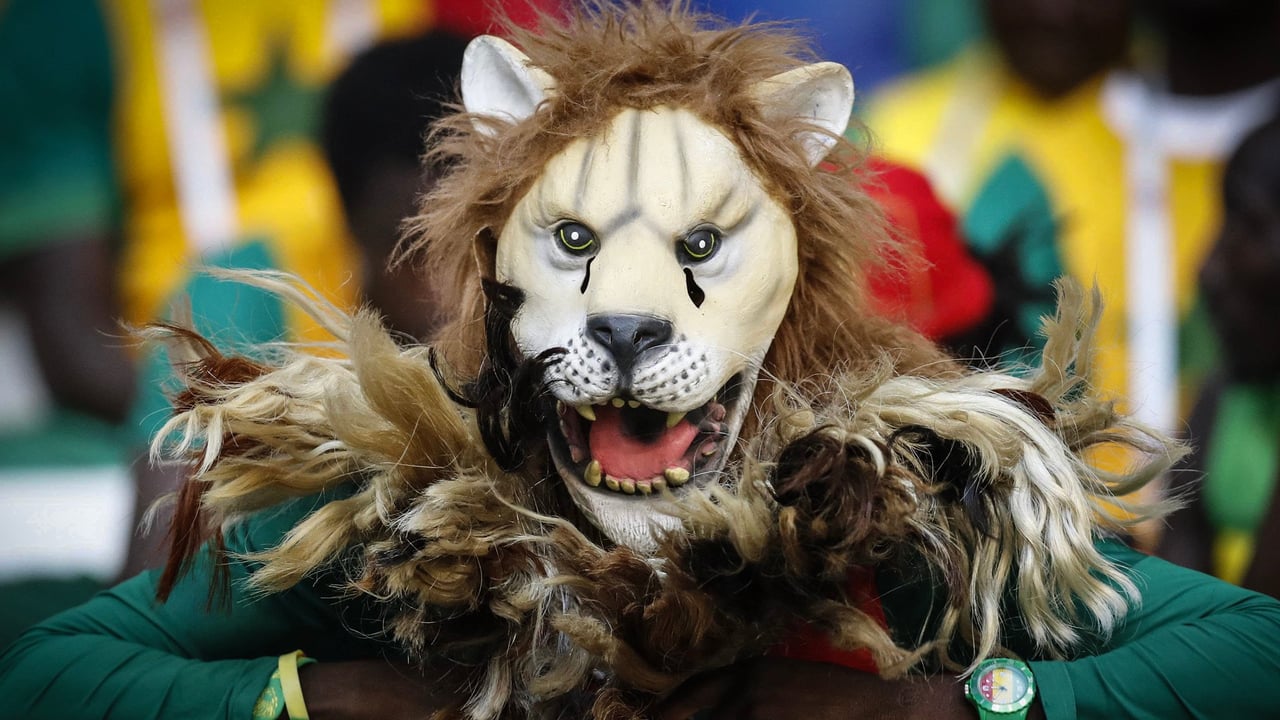 Sur les traces du lion sénégalais, symbole des champions en titre