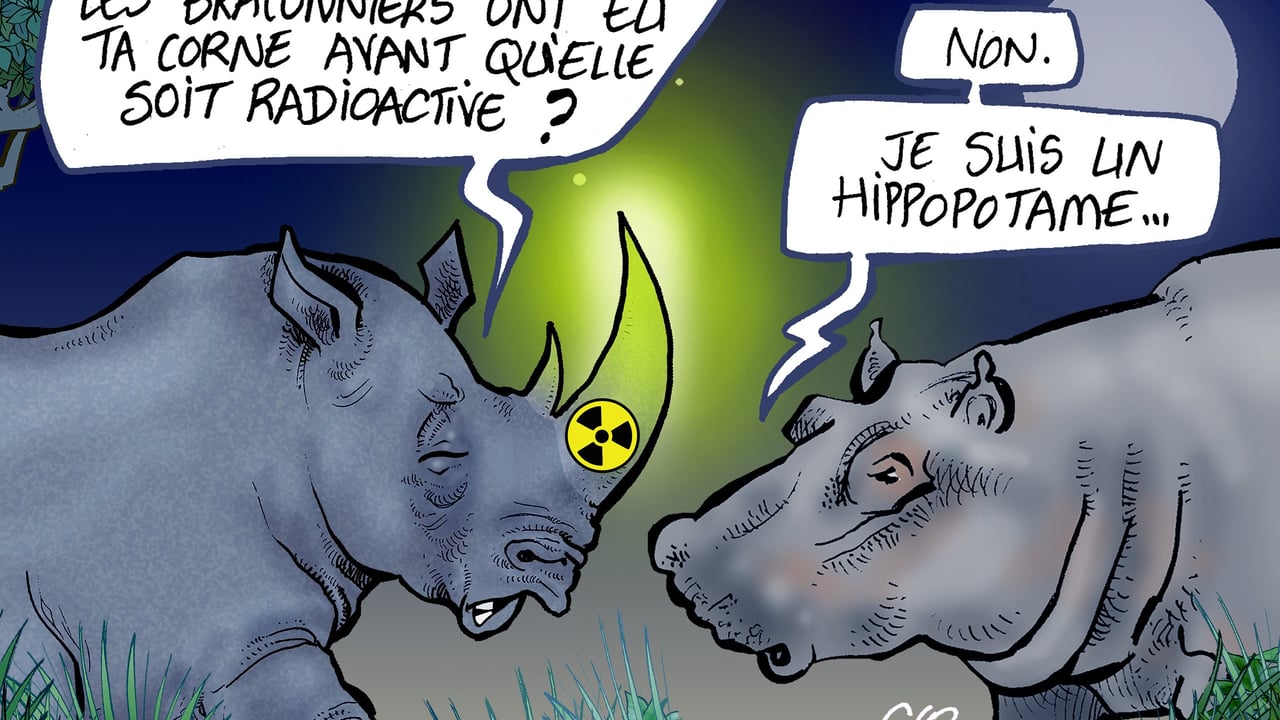 Afrique du Sud : la radioactivité au secours des rhinocéros