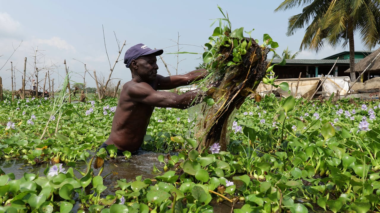 Climat : la jacinthe d’eau, ou quand une plante invasive devient une ...