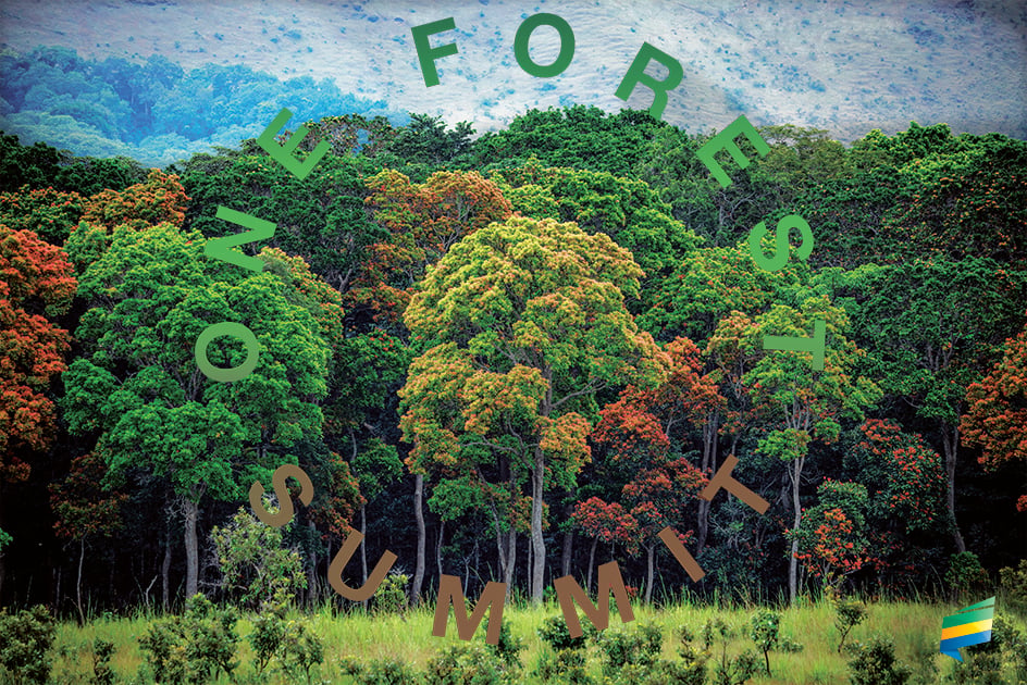 DÉFORESTATION : Des actions pour rétribuer les pays vertueux